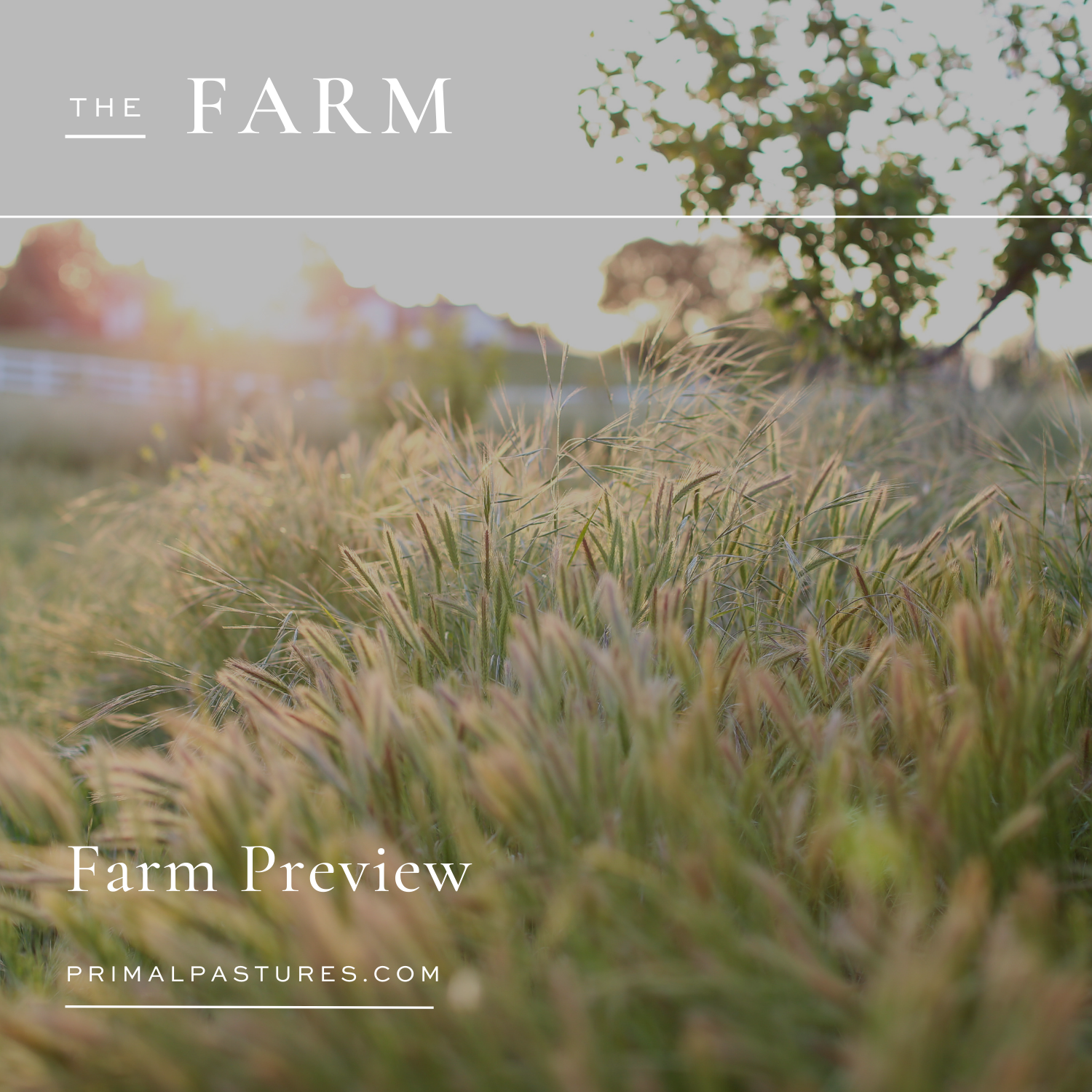 Farm Preview – Primal Pastures